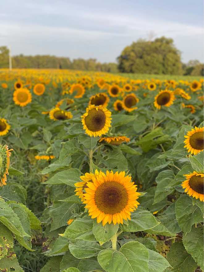 You can pick your own sunflowers at this Kentucky farm