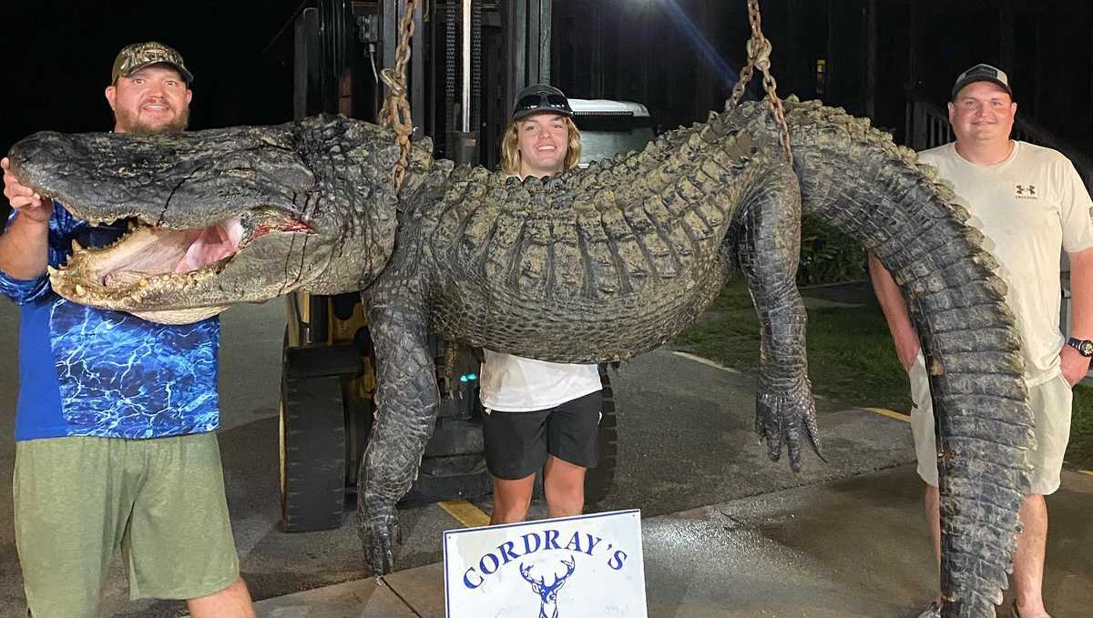 Massive 13-foot alligator caught in South Carolina lake Massive 13-foot alligator caught in South Carolina lake