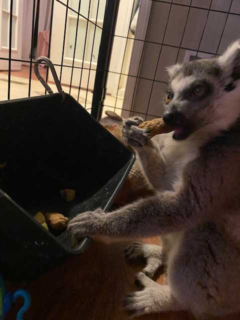 Confiscated baby lemurs find a new home at a Georgia zoo, officials say