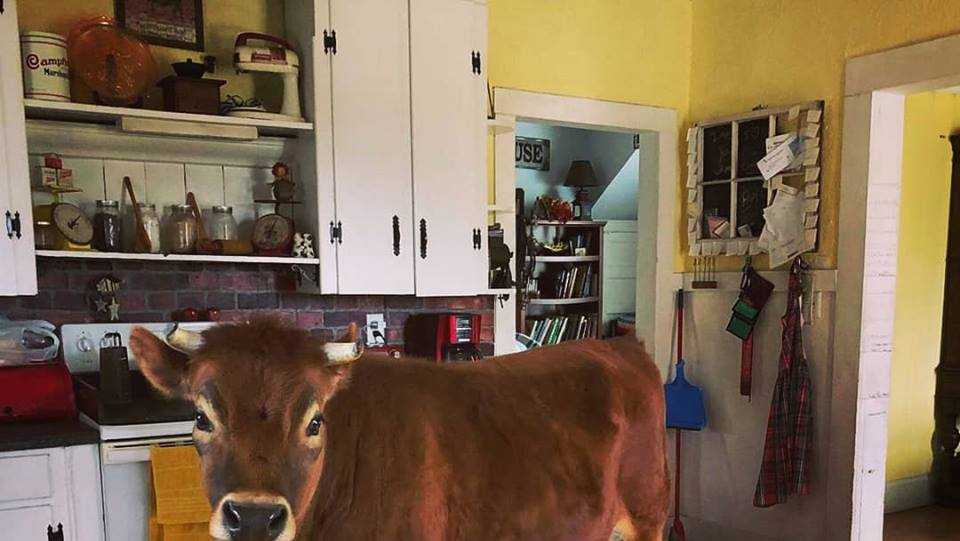 This pet cow loves TV, beach days and his family