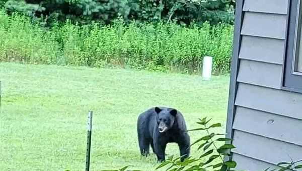 Liberty County officials: Bear destroys inside of a car