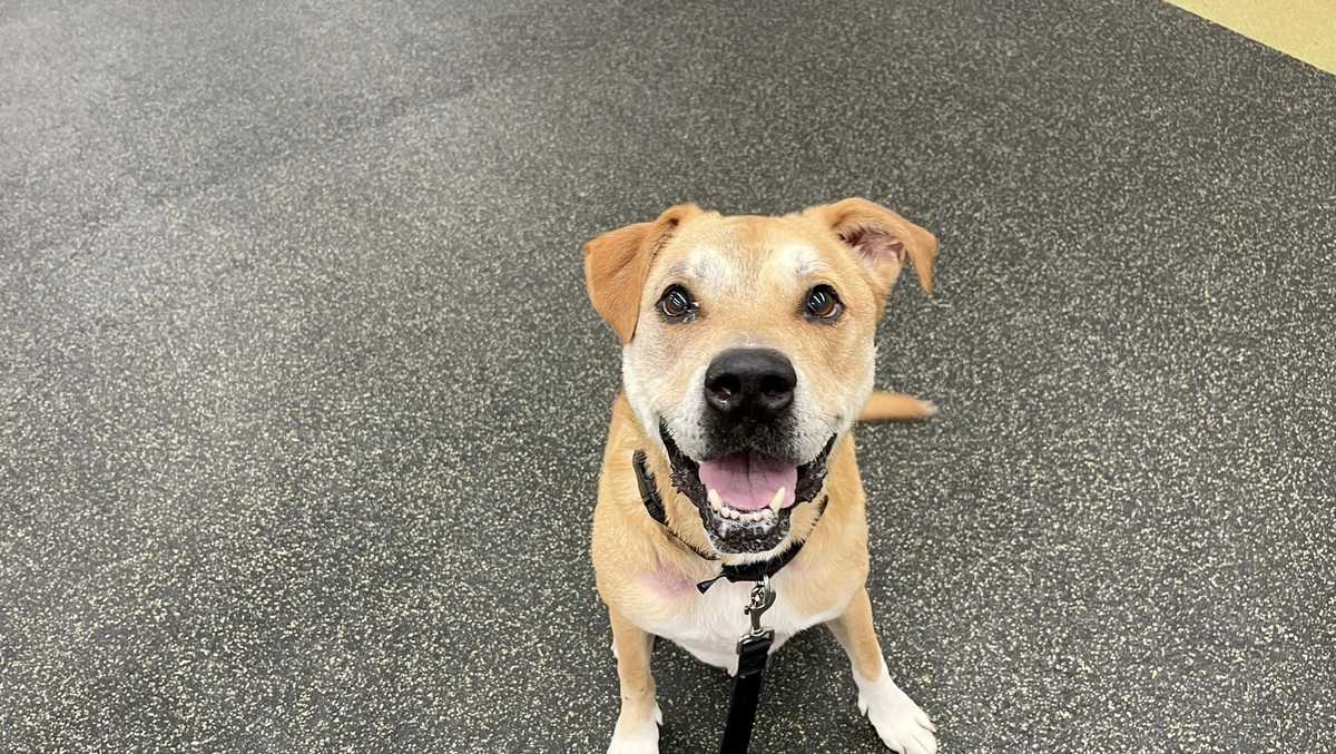 Meet the Nebraska Humane Society's pet of the week
