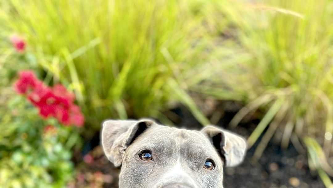 Meet the Nebraska Humane Society's pet of the week