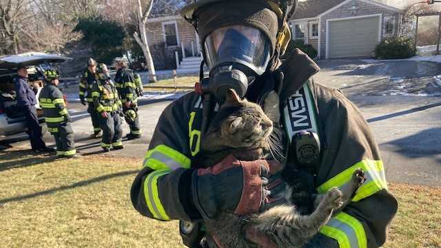 Firefighters rescue animals from fire in Cumberland