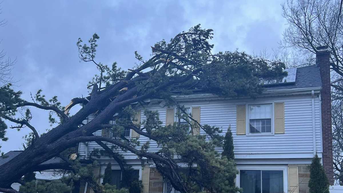 Images: Pre-Christmas storm downs trees, powerlines