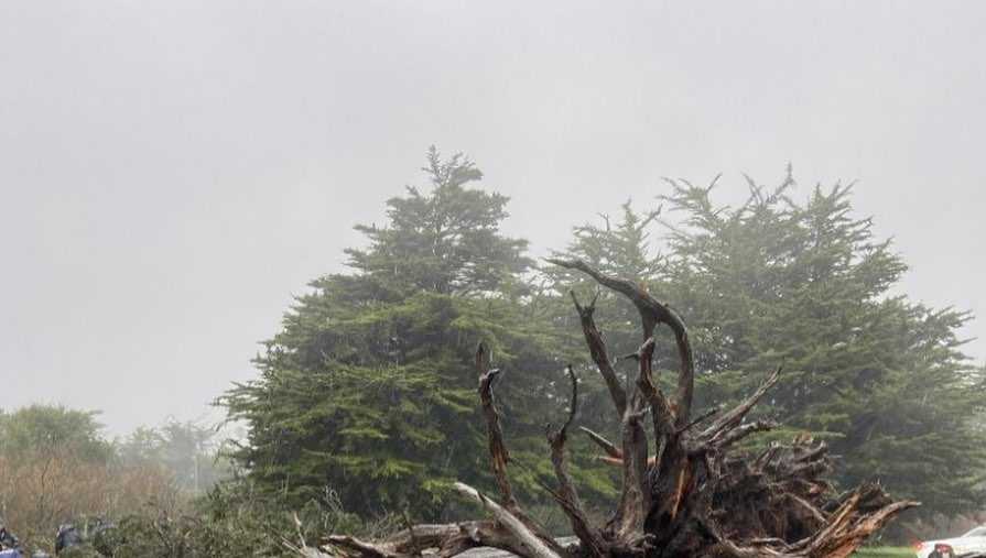 Experts explain how to identify trees at risk of damage during storms