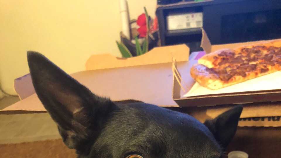 Don't get in between a dog and his treats. Just don't.