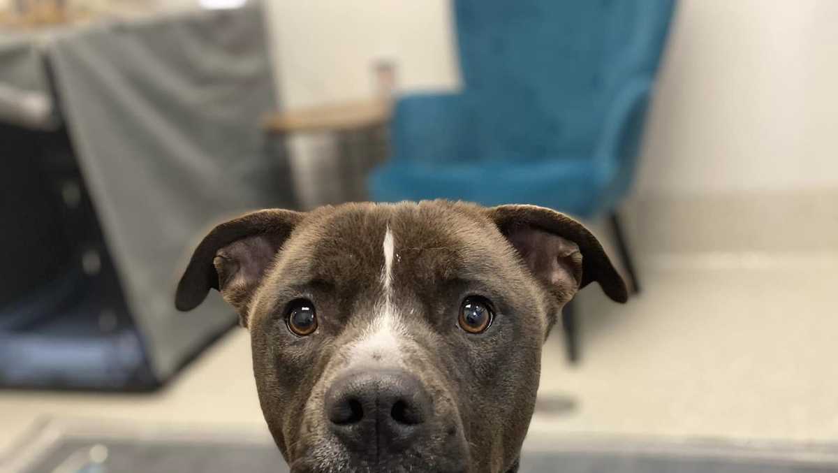 Meet the Nebraska Humane Society's pet of the week