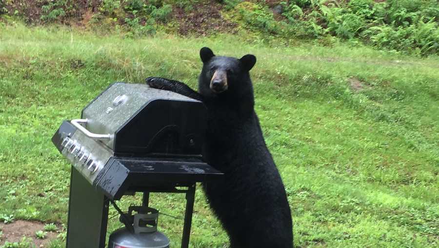 Evidence that bears just do not care