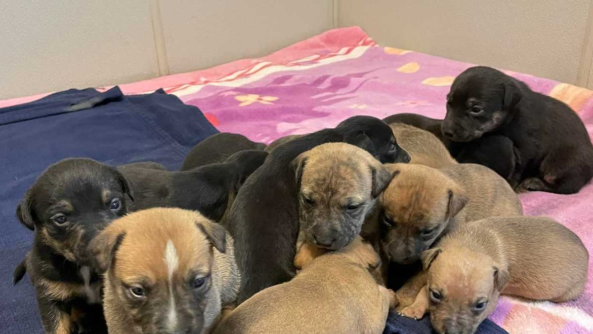 Rescue secured for 13 abandoned puppies