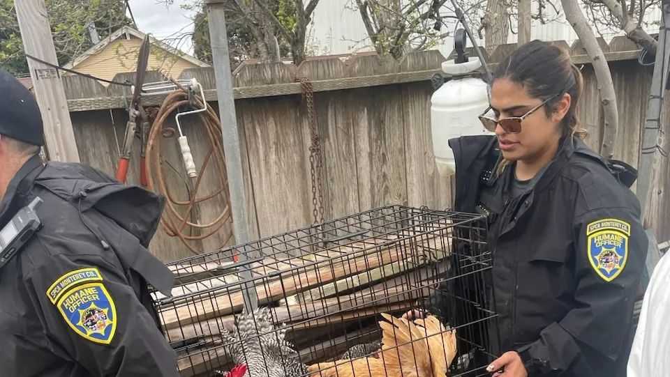 Monterey SPCA shelters more than 200 evacuated pets