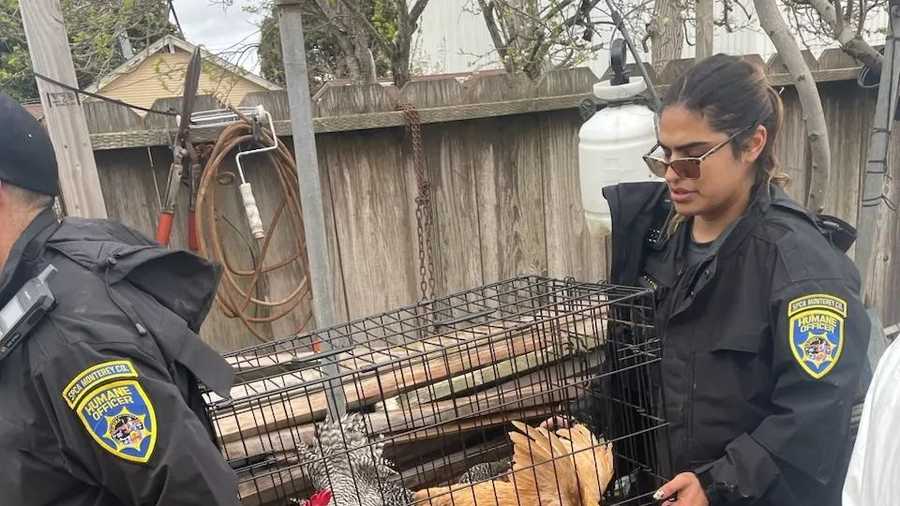 Monterey SPCA shelters more than 200 evacuated pets