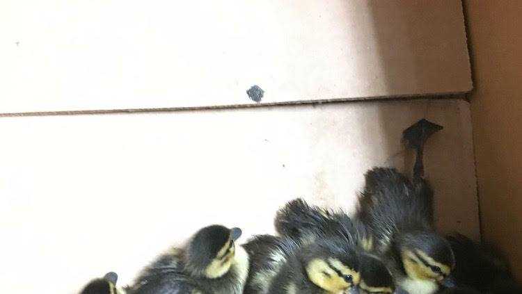 Portland police rescue dozen ducklings stuck in sewer grate