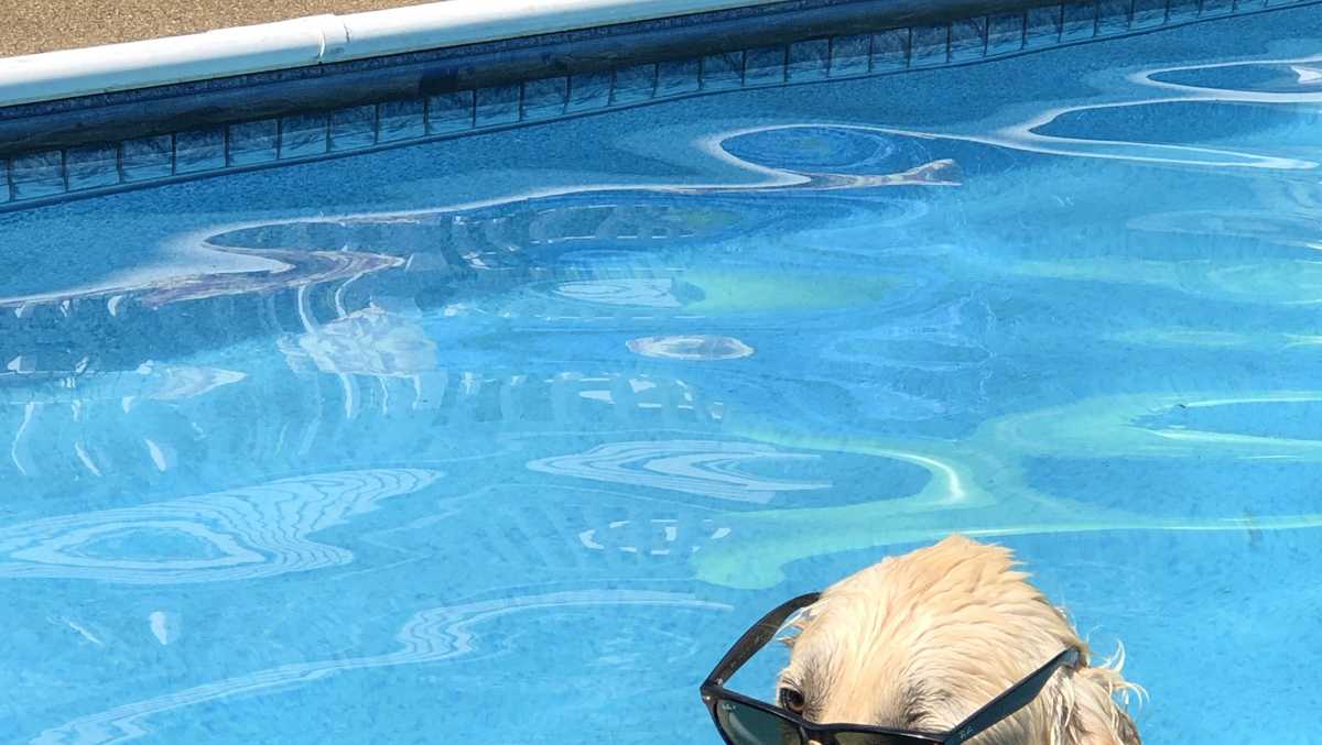 These guys are pros at beating the heat