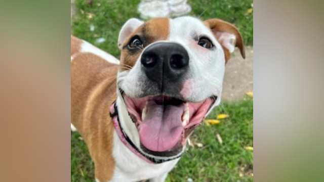 Milwaukee dog a semifinalist in 2025 Hero Dog Awards