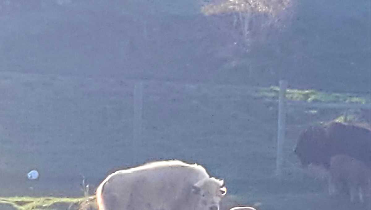 Rare white bison born at Wyoming state park