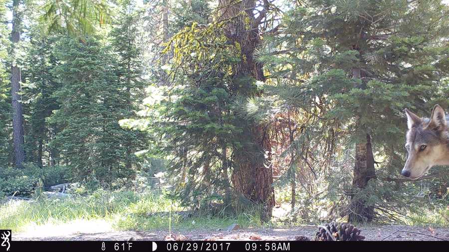 Congratulations! Lassen County wolf couple welcomes pups