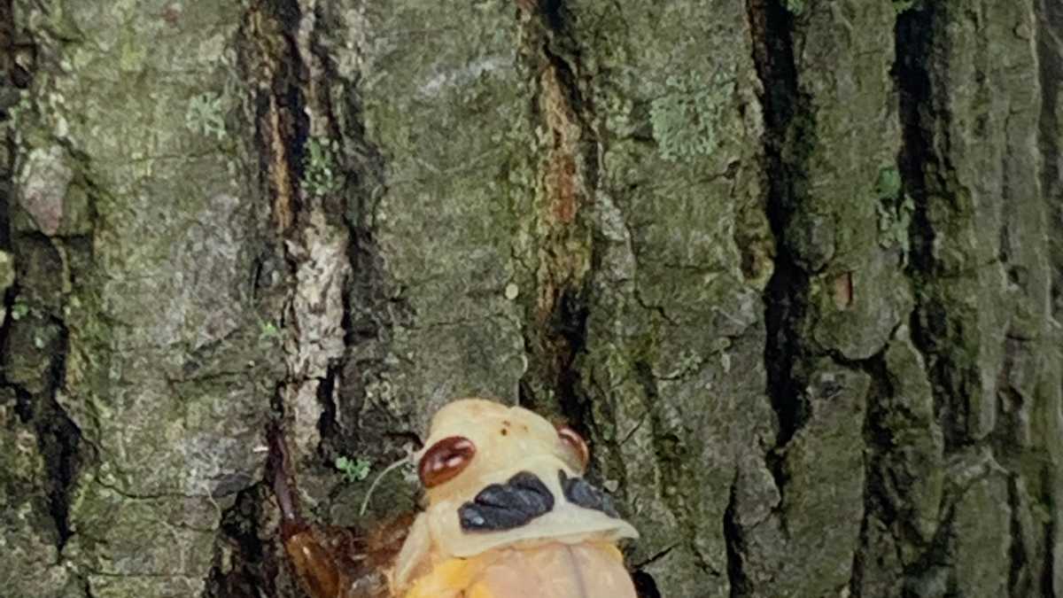Photos: See the Brood X Cicadas emerging in Maryland