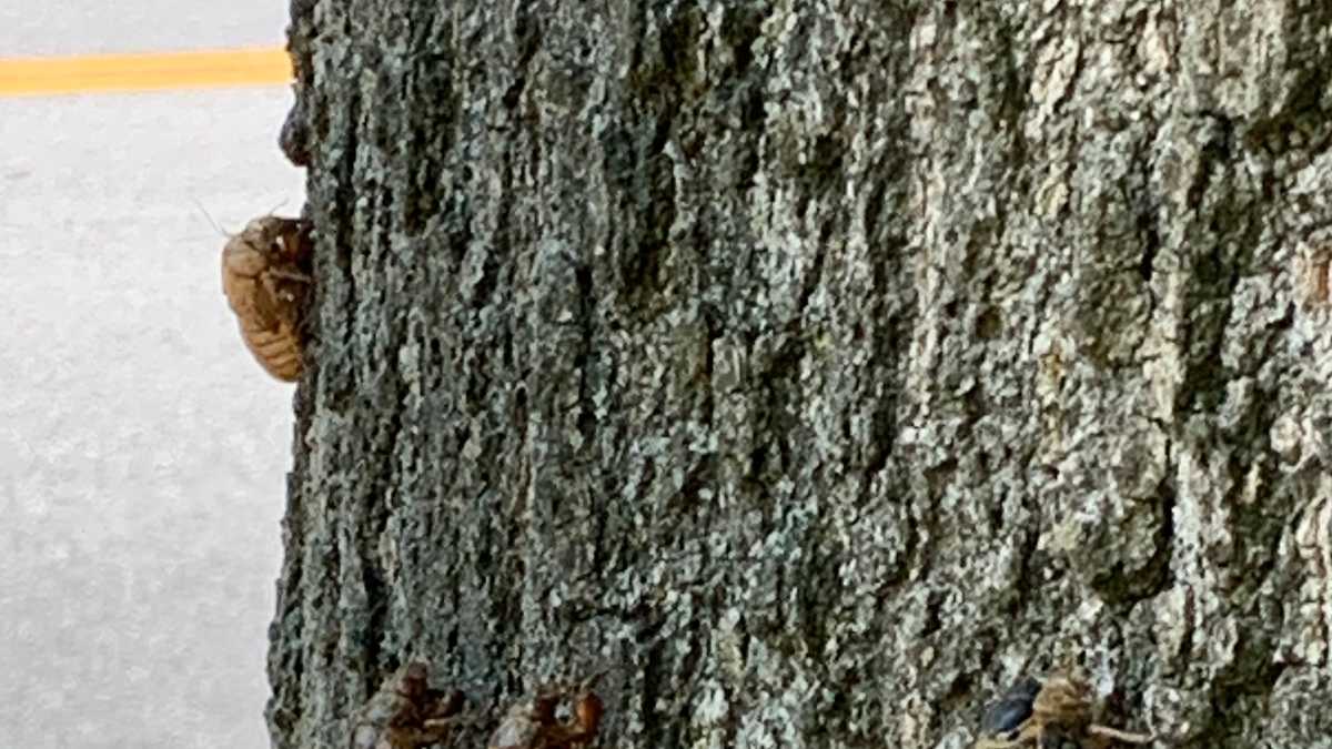 Photos: See the Brood X Cicadas emerging in Maryland