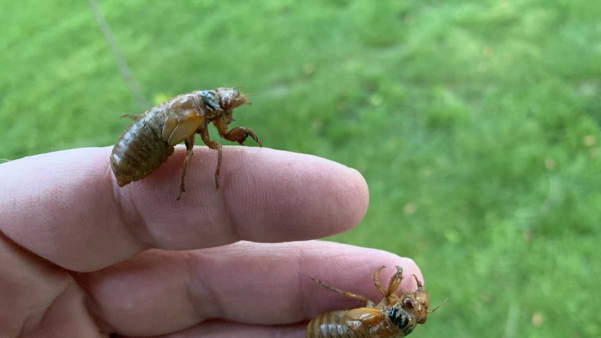 Photos: See the Brood X Cicadas emerging in Maryland