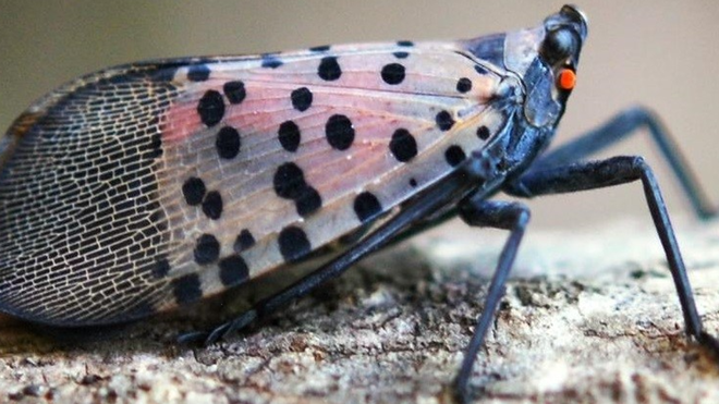 North Carolina Officials Warn About The Spotted Lanternfly
