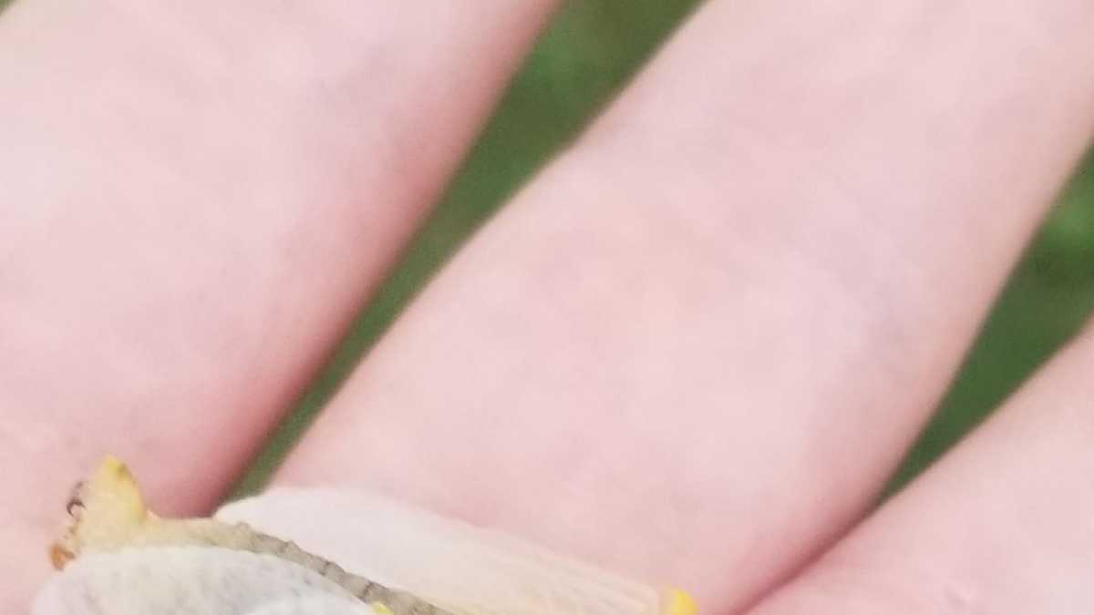 Photos: See the Brood X Cicadas emerging in Maryland