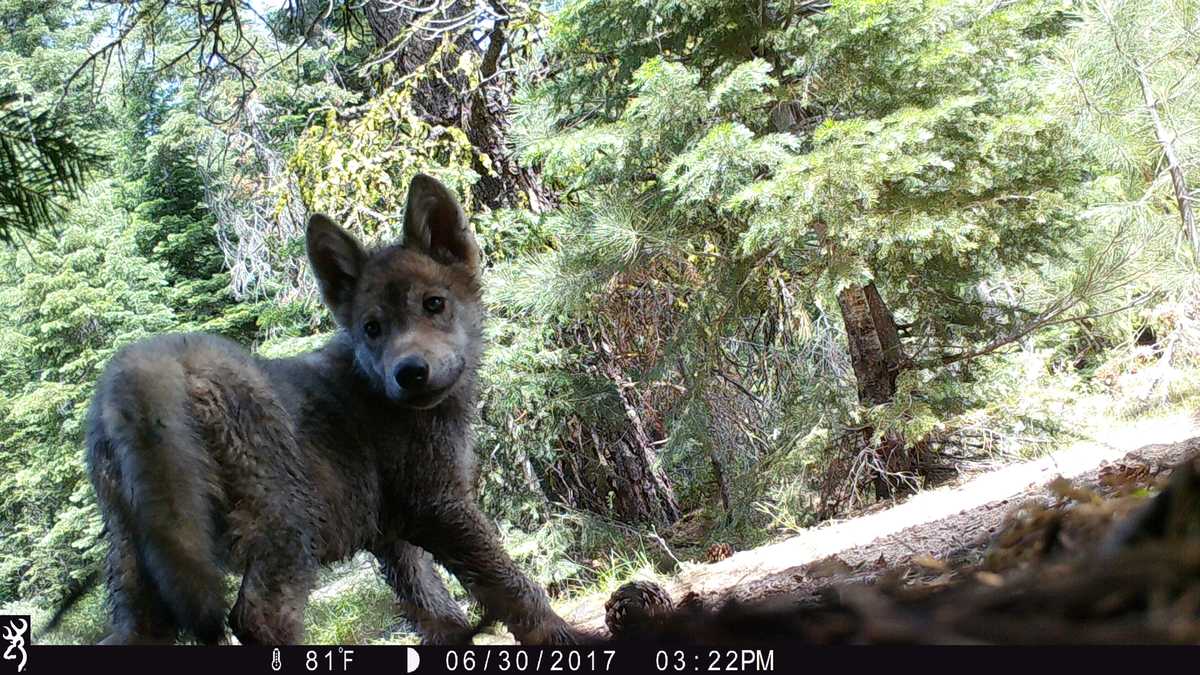 Congratulations! Lassen County wolf couple welcomes pups