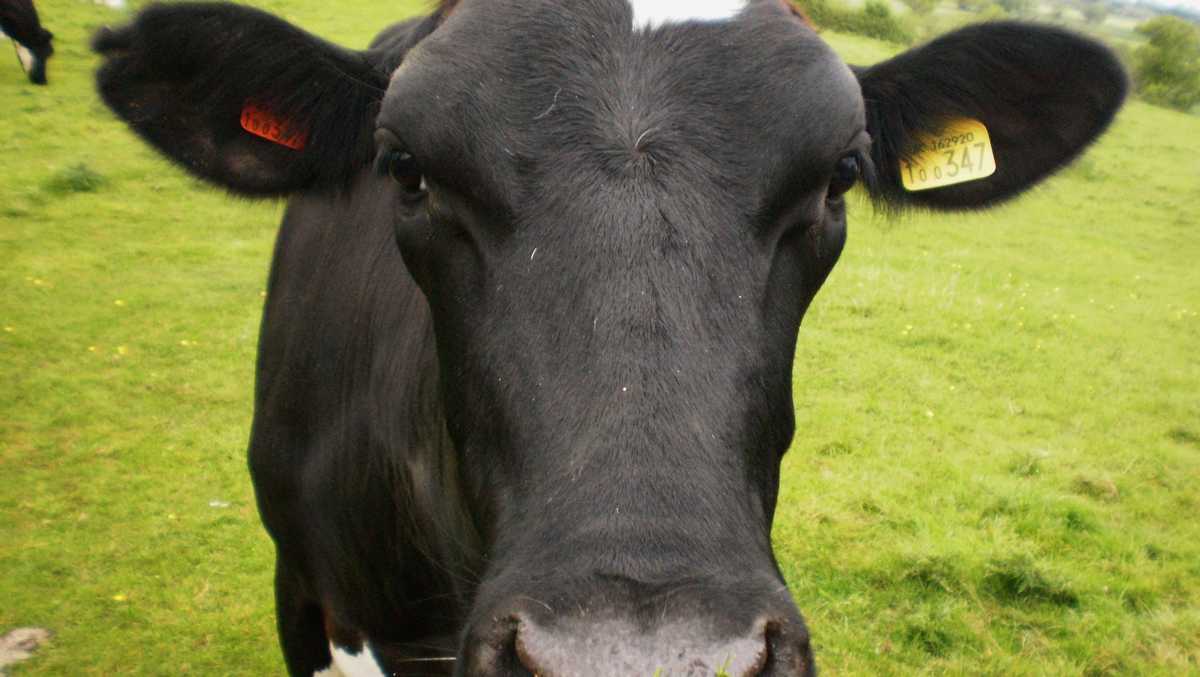 Georgetown County Sheriff's Office K-9 gets distracted by cow, bites it ...