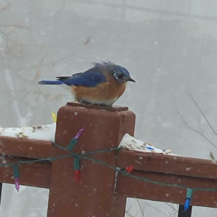 January Blizzard: Best storm photos from across Maine