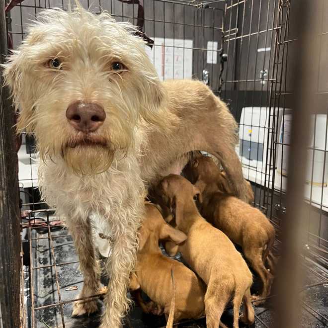 Mother dog, 8 puppies abandoned at Florida construction site