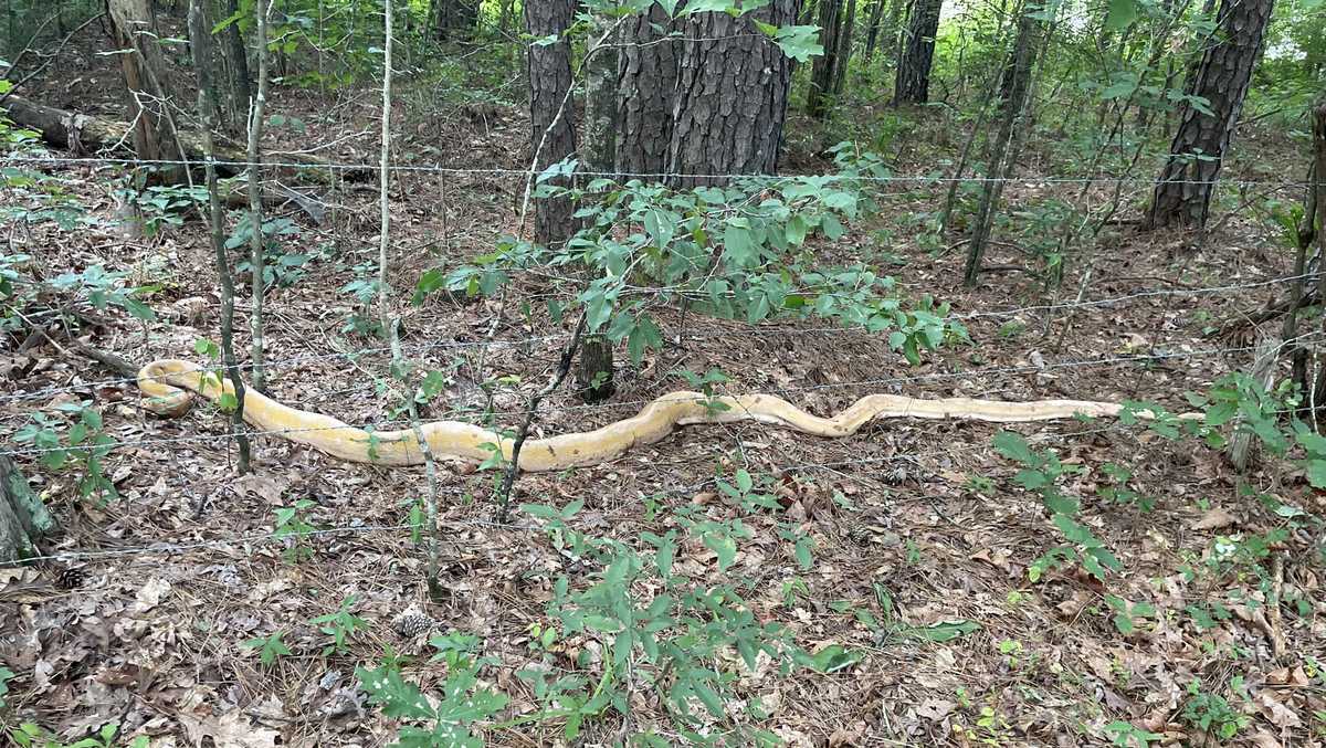 Massive snake captured in Alabama