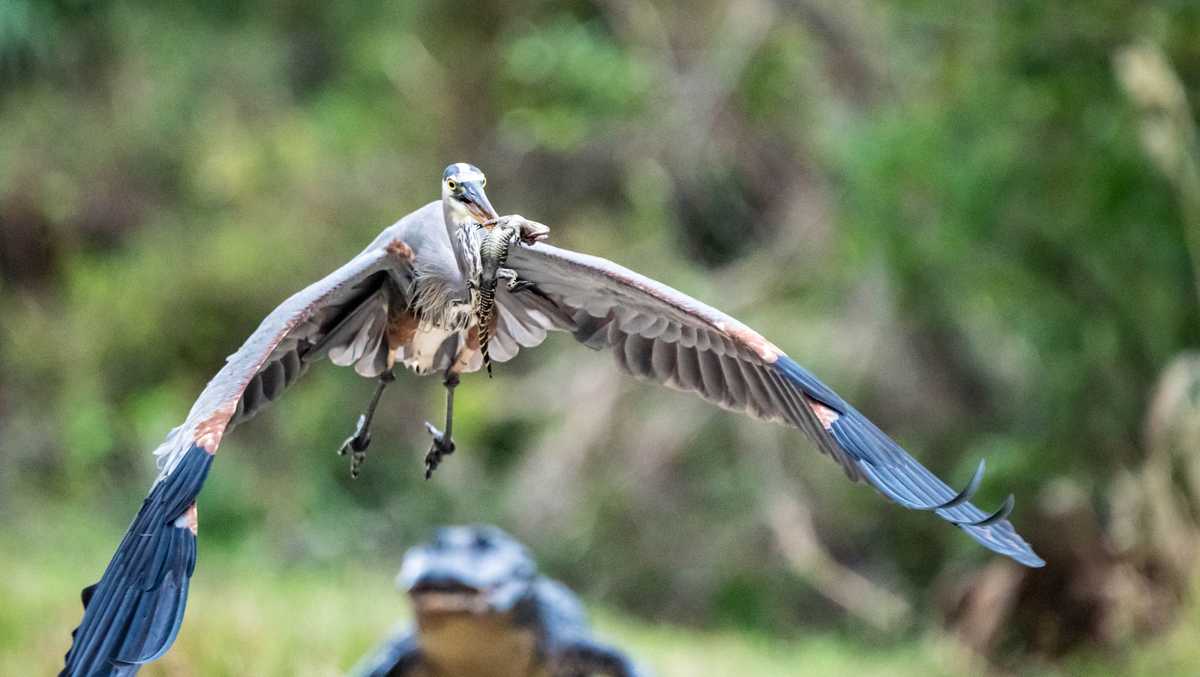 Florida photographer captures picture of gators, heron