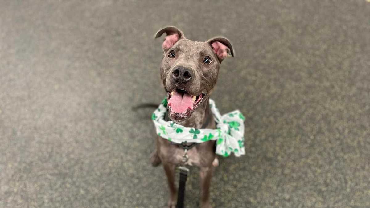 Meet the Nebraska Humane Society's pet of the week