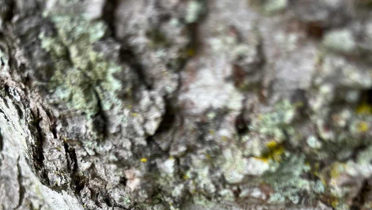 Alabama cicada invasion 2024