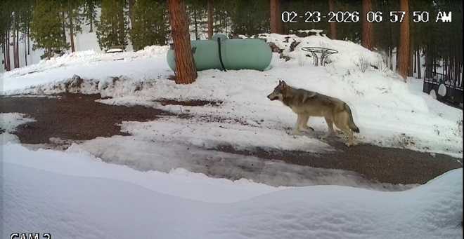 Watch: Sierra County homeowner captures wolf on camera near Loyalton