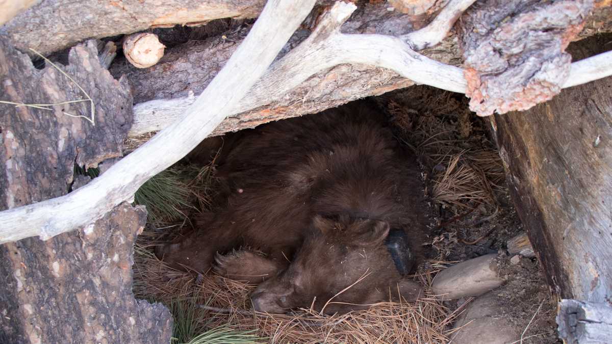 2 bears burned in California fire settle back into wild