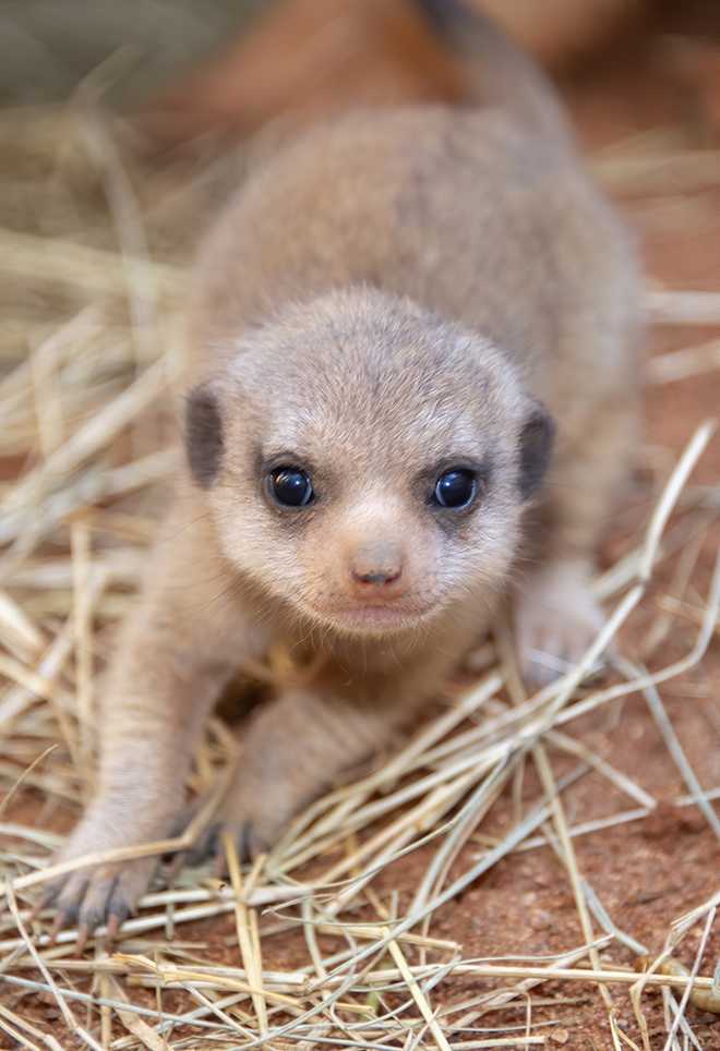 Meerkat pups for first time at Zoo Miami