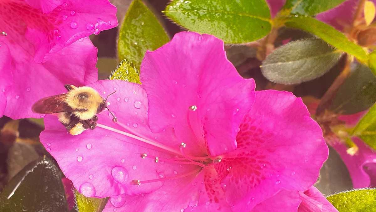 Spring Blooms: WXII 12 News ulocal North Carolina Facebook Group