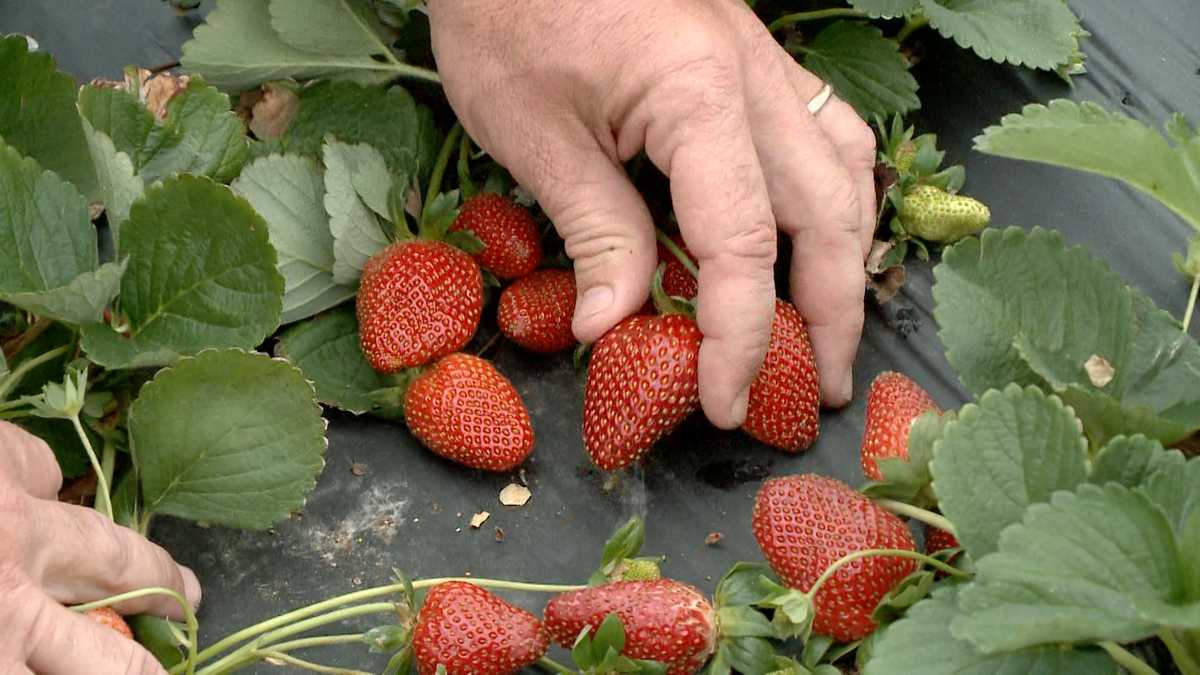 Strawberry season in full swing