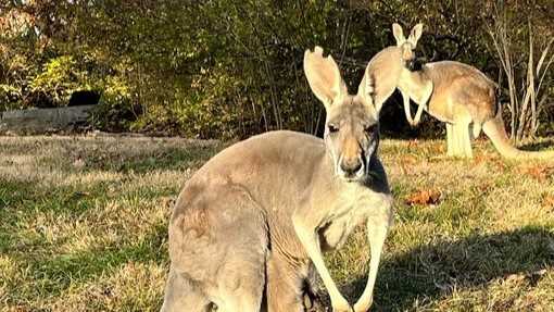 Kansas City Zoo & Aquarium announces the birth of a red kangaroo
