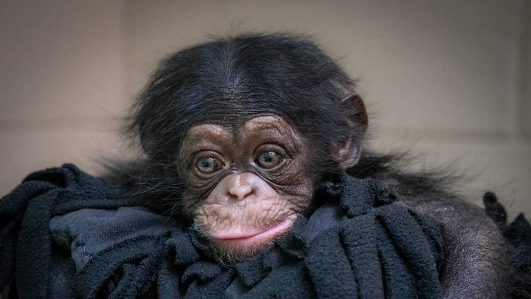 OKC Zoo celebrates birth of endangered chimpanzee