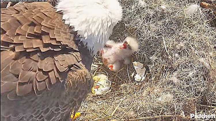 Florida eagle pair, M15 and F23, welcomes new baby eaglet