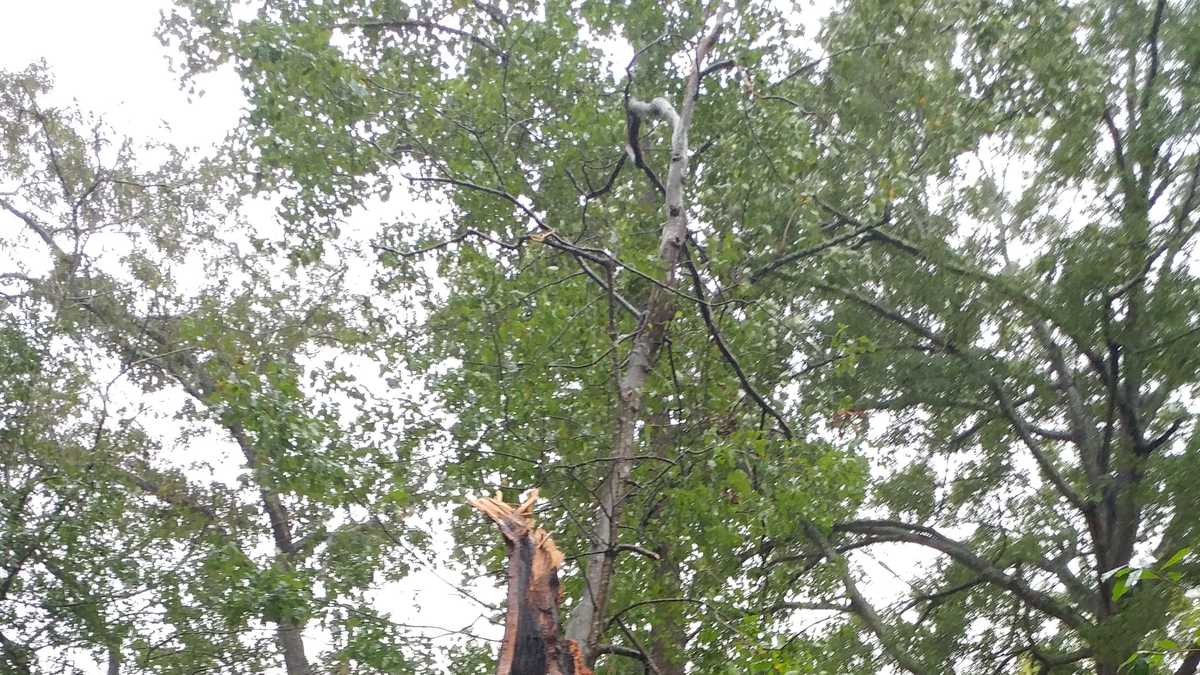 Pictures: Trees topple around the area