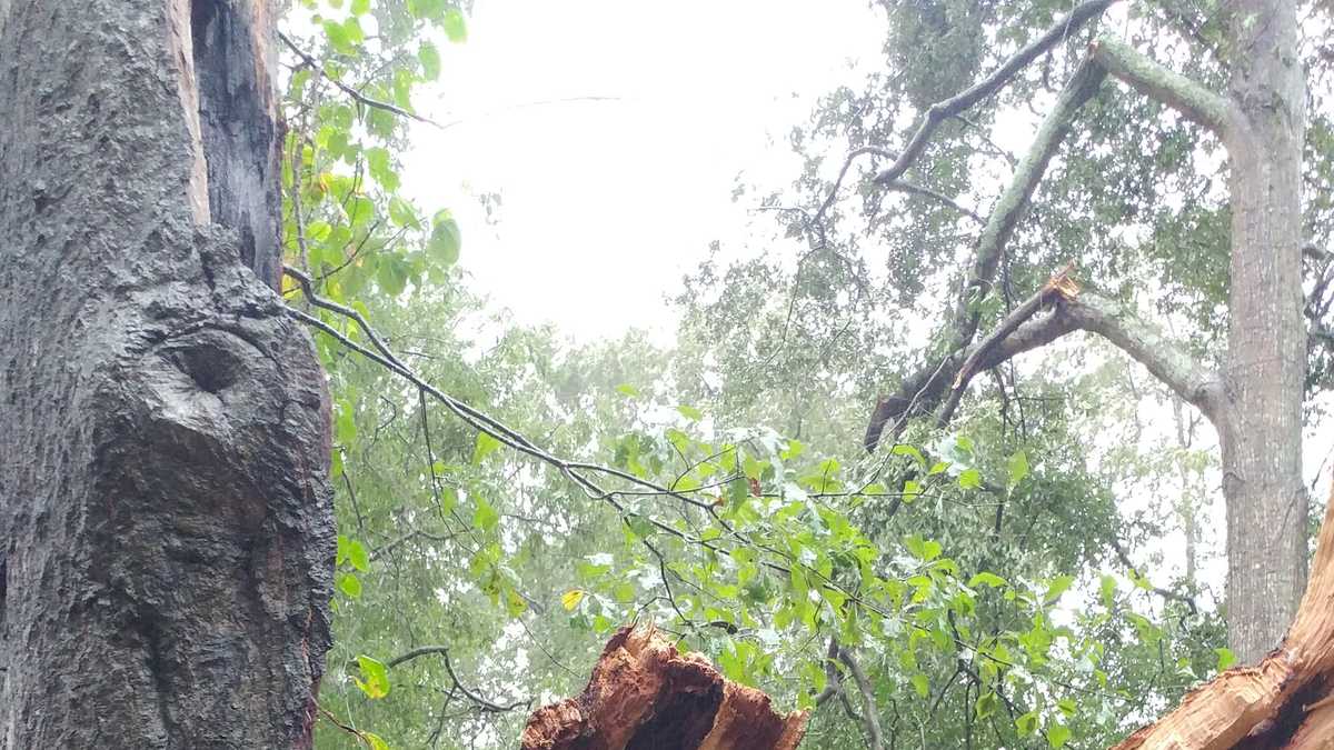 Pictures: Trees topple around the area