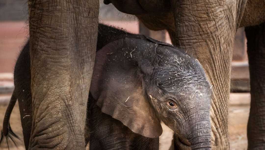 Ohio zoo welcomes elephant calf
