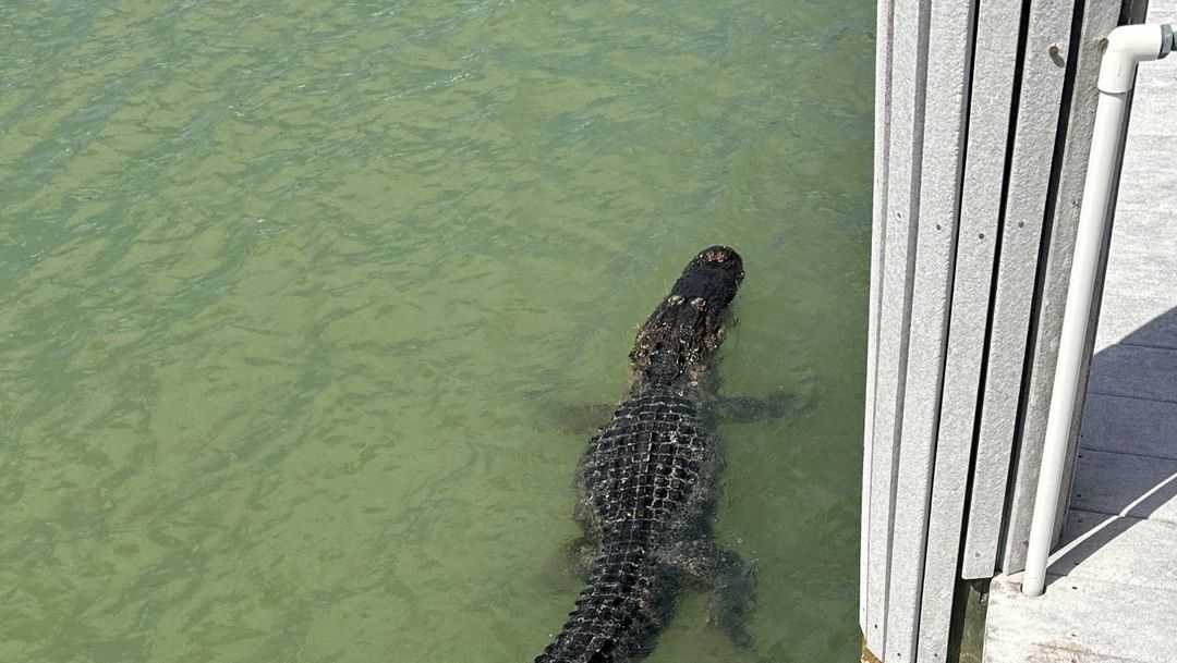Alligator found sunbathing on Naples dock in Moorings Bay