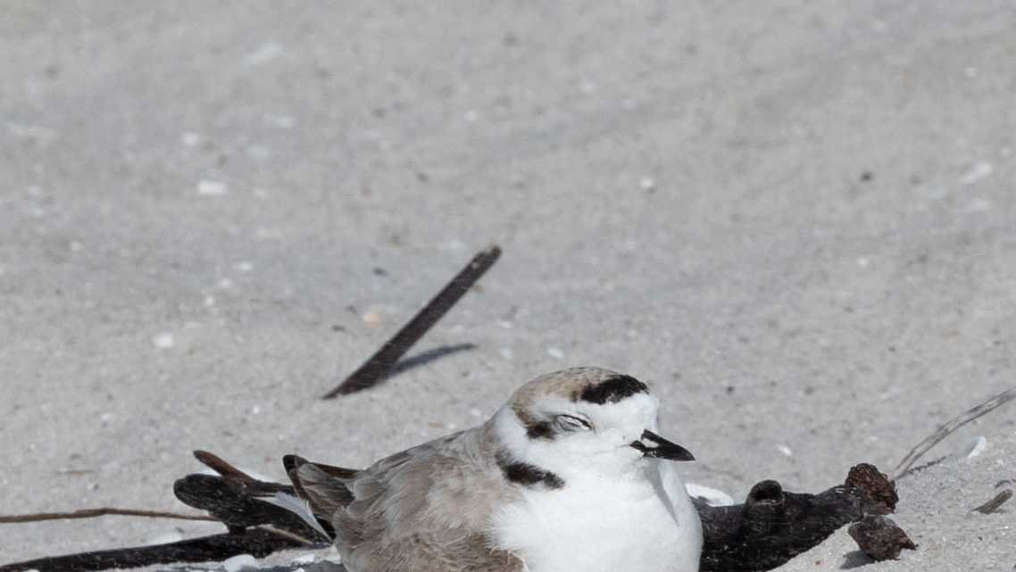 First snowy plover of the year nesting on Sanibel