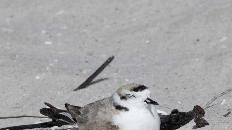 First snowy plover of the year nesting on Sanibel