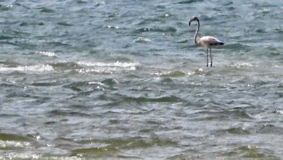 Flamingo sighting reported at Cape Cod beach