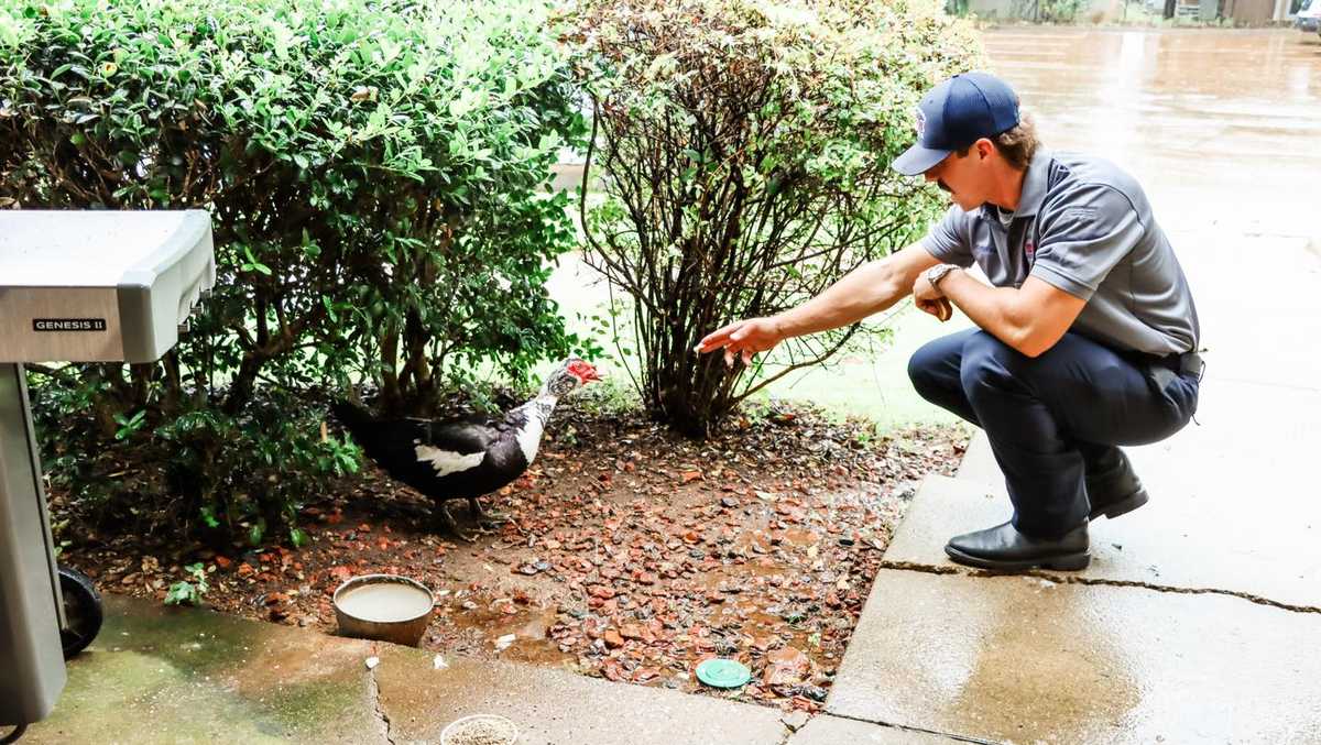 Lost duck finds home at Alabama fire station